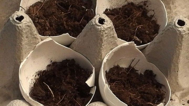 Eierschalen - prima zum Keimen lassen von Saatgut | Frag Mutti