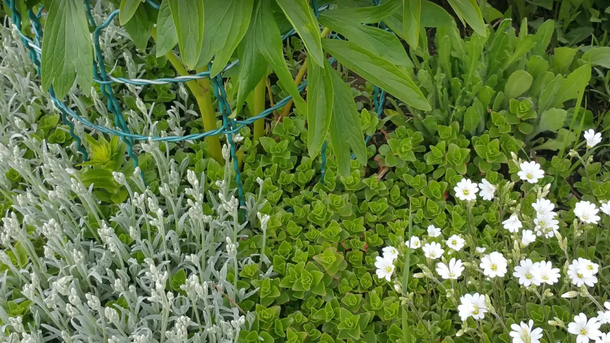 Blumen- und Pflanzenstützen aus Gartenzaun herstellen | Frag Mutti