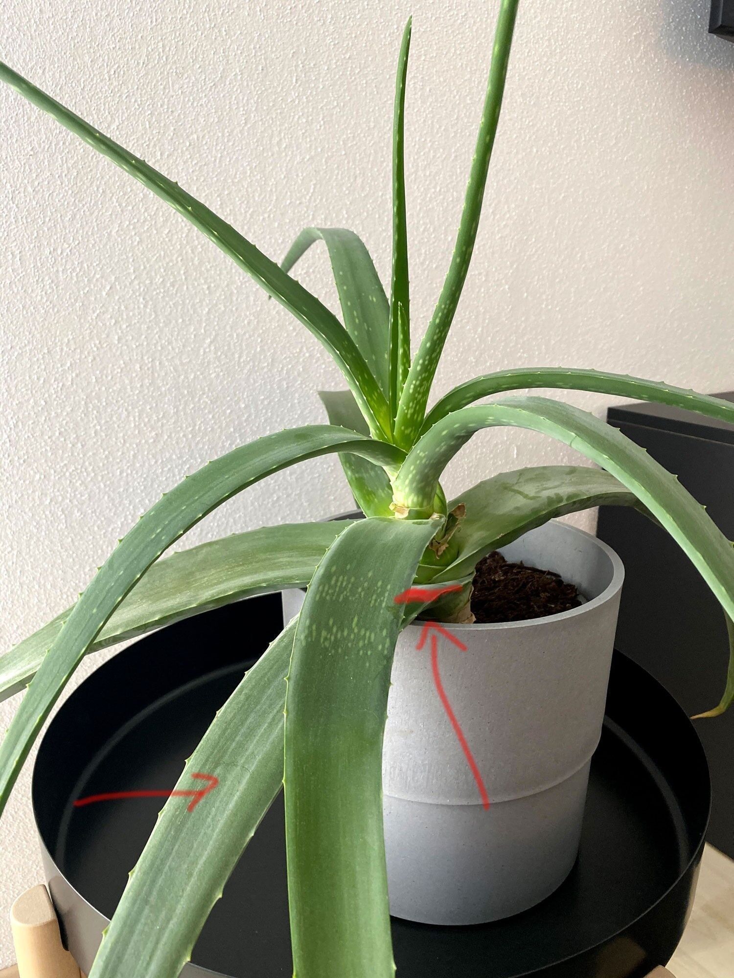 Aloe Vera-Gel selbst gewinnen Schritt für Schritt | Frag Mutti
